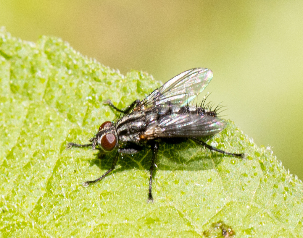 Flesh Flies and Satellite Flies from Montgomery County, OH, USA on June ...