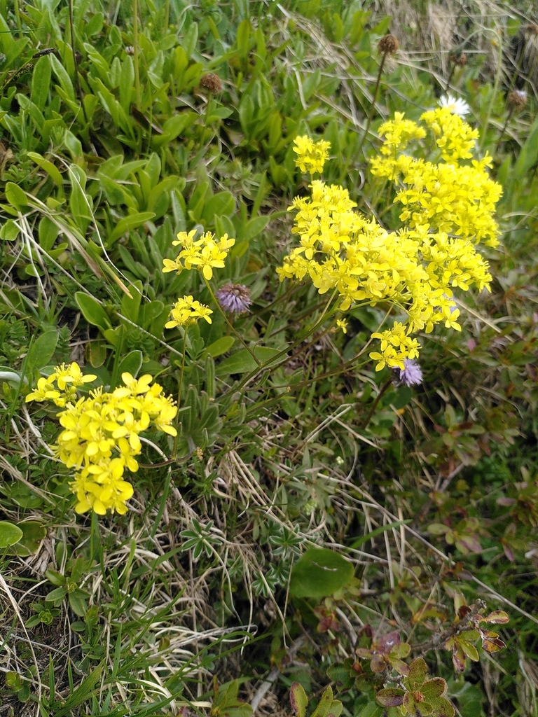 Common Buckler-mustard from Tschagguns, 6774, Austria on June 8, 2023 ...