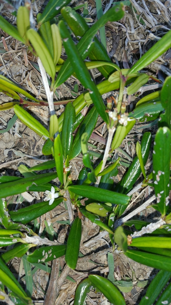 coca family (Erythroxylaceae) - Botanical Realm