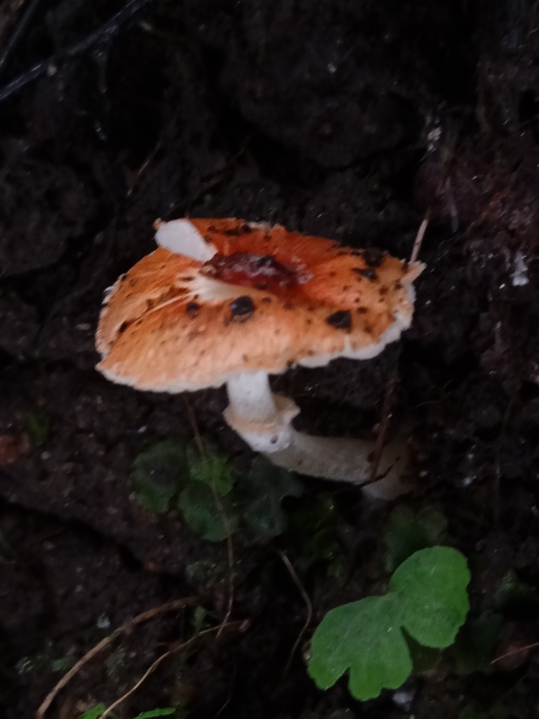 Leucoagaricus erythrellus from Viña del Mar, Valparaíso, Chile on June ...