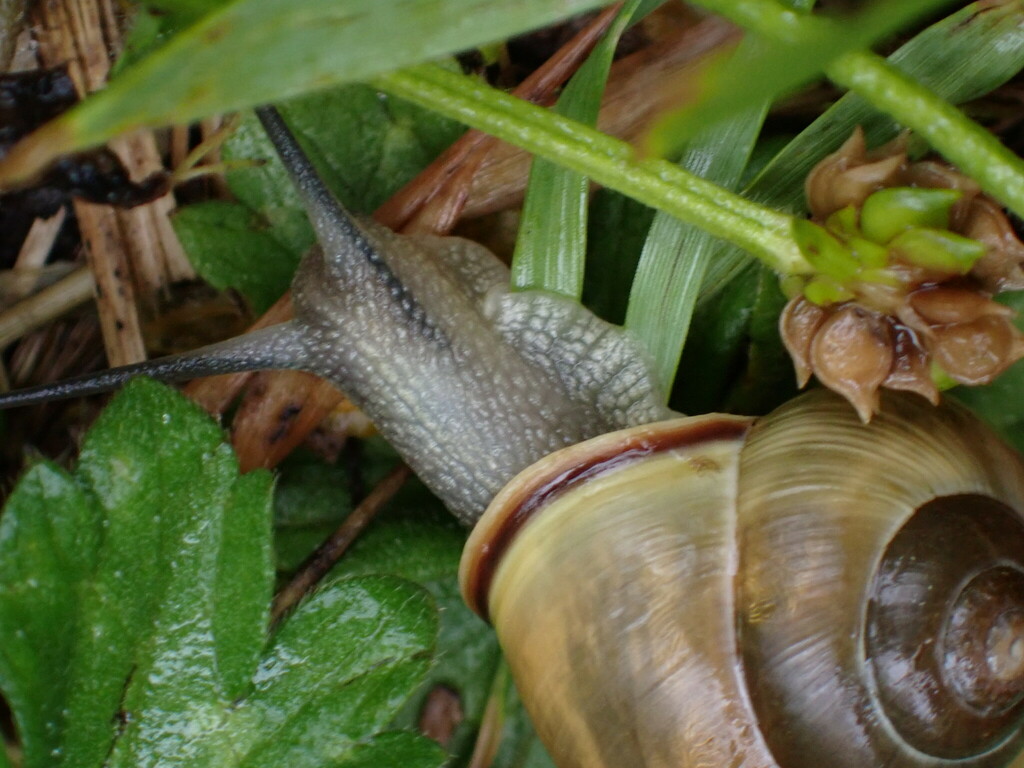Brown-lipped Snail from Central Vancouver, Vancouver, BC, Canada on ...