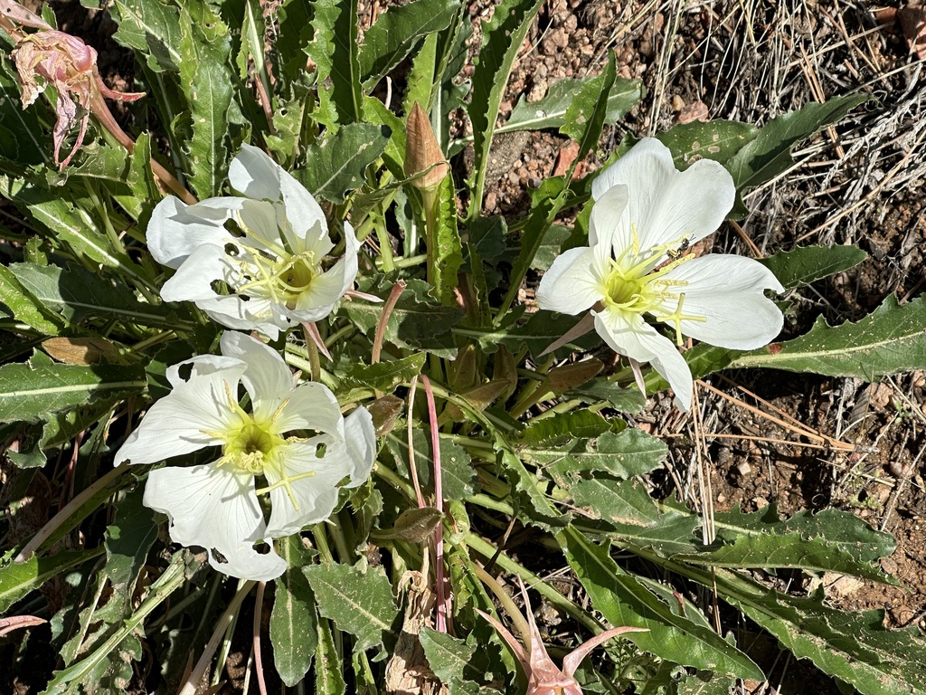 fragrant evening primrose from Fort Collins, CO, US on June 10, 2023 at ...