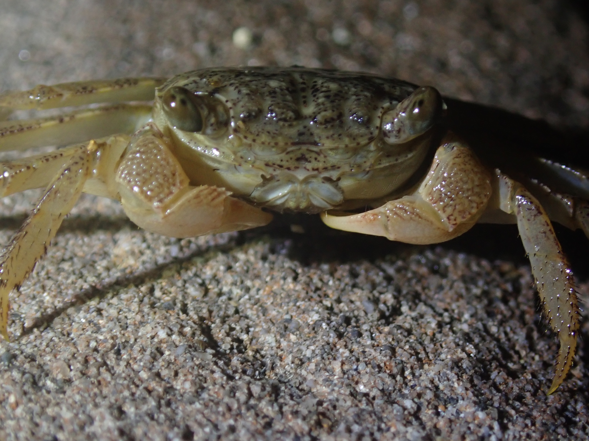 Parasesarma pictum (De Haan, 1835)