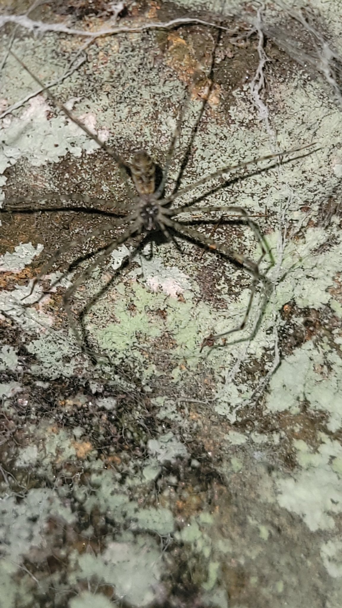 Hypochilidae