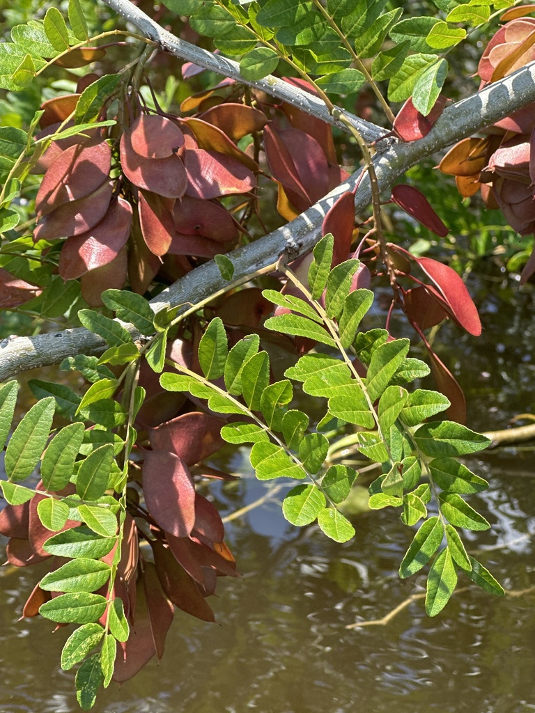 Water locust from Saint Johns River, Geneva, FL, US on May 19, 2023 at ...