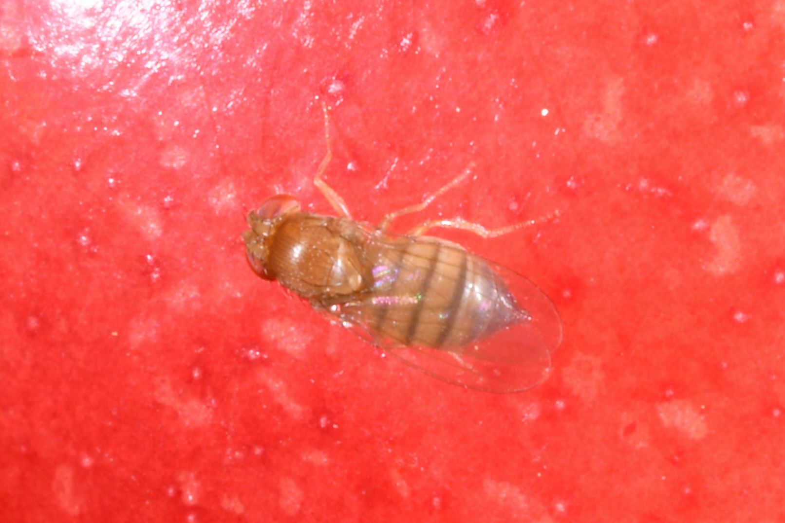 Drosophila suzukii (Matsumura, 1931)