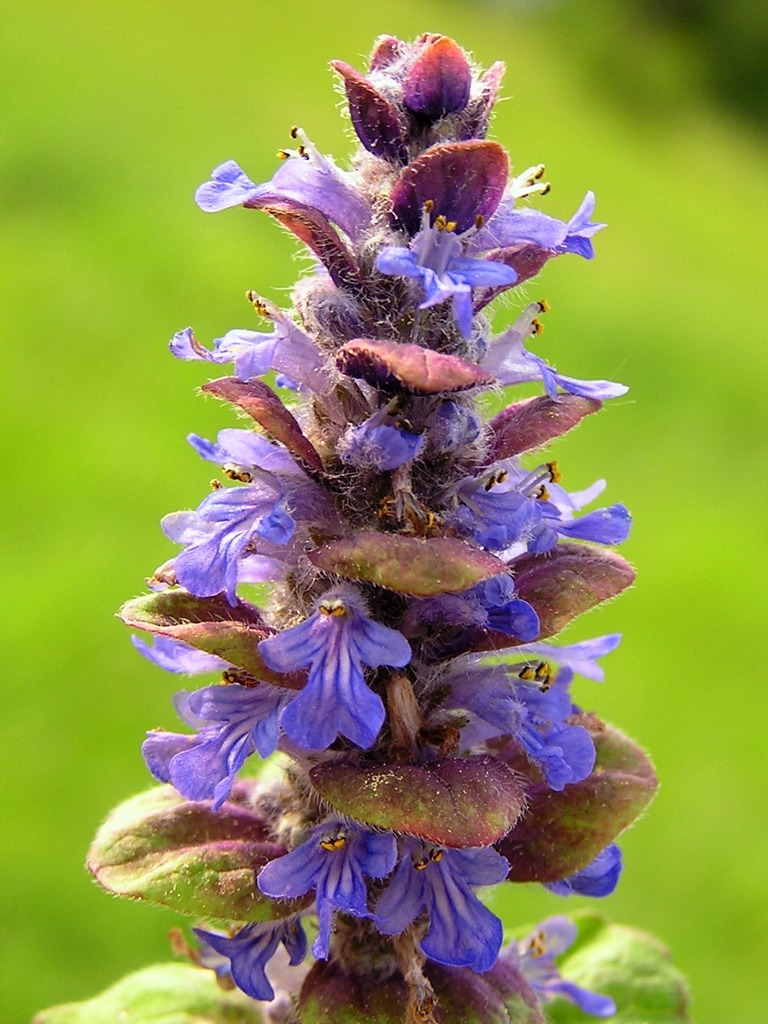 Bugle rampante (Guide de la biodiversité de la Colline du Roule ...