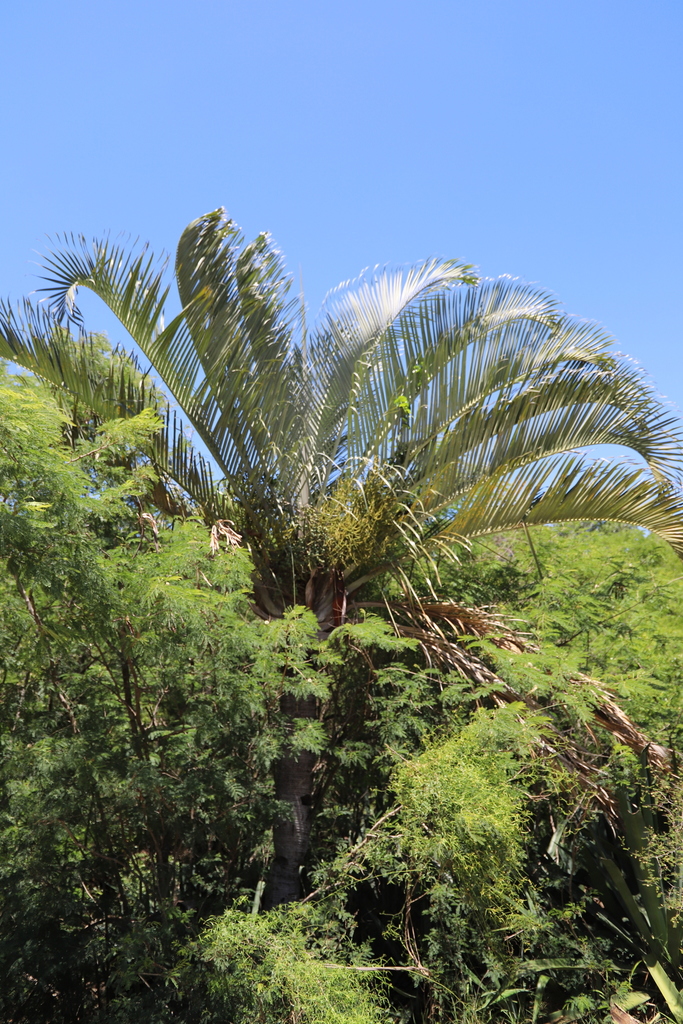Triangle palm in December 2018 by Stephane Philizot · iNaturalist