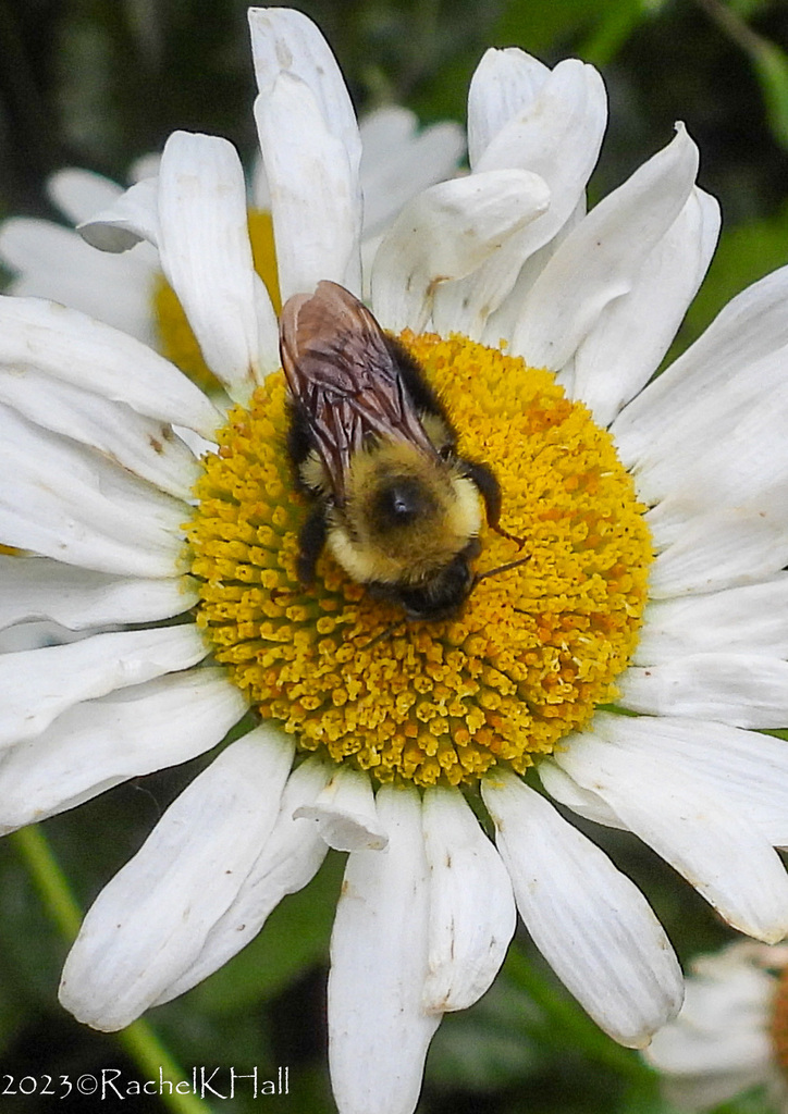 Two-spotted Bumble Bee from 14928 Karen St, Omaha, NE 68137, USA on ...