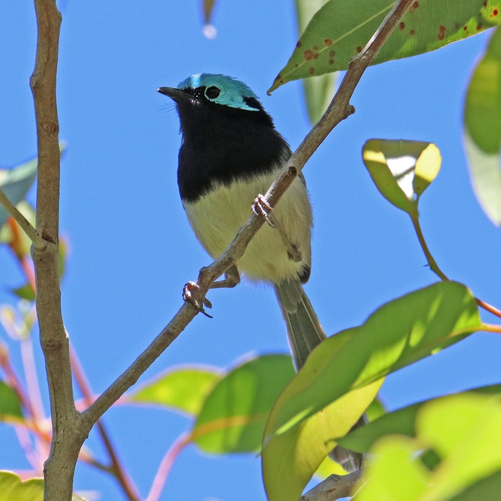 Red-winged Fairywren (Malurus elegans) - Avian Discovery