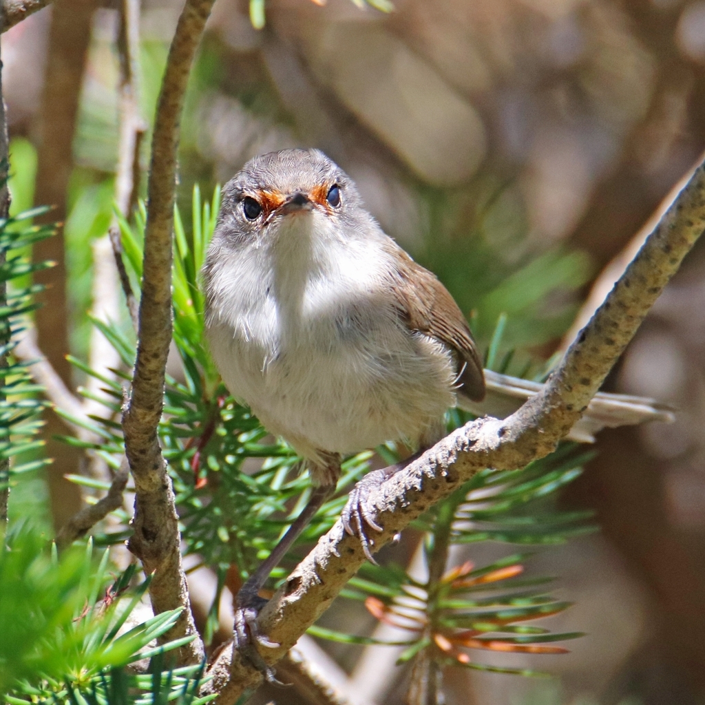 Red-winged Fairywren (Malurus elegans) - Avian Discovery