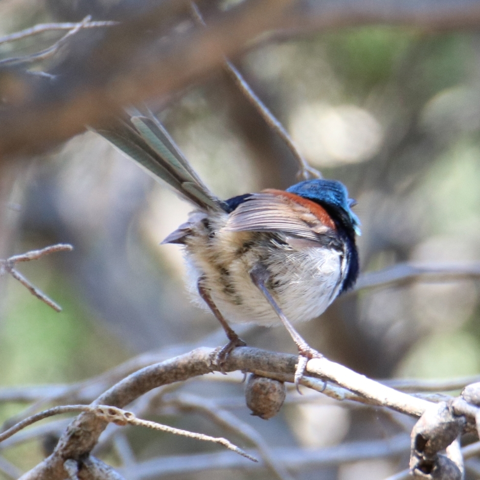 Red-winged Fairywren (Malurus elegans) - Avian Discovery