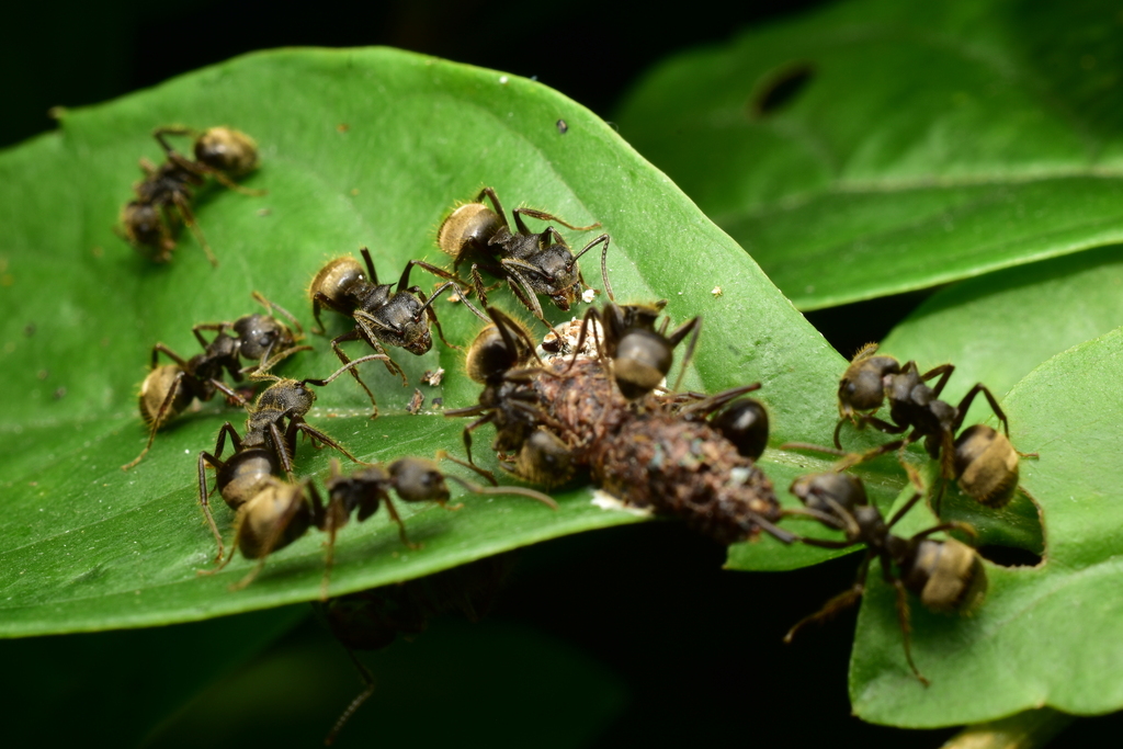 Dolichoderus bispinosus from Purires, San Pablo, Turrubares, San José ...