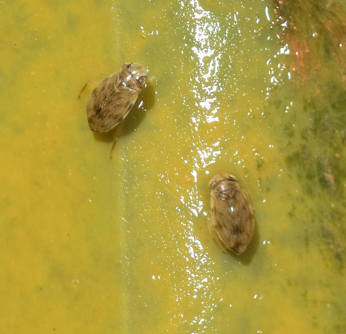 Micronecta Kirkaldy, 1897