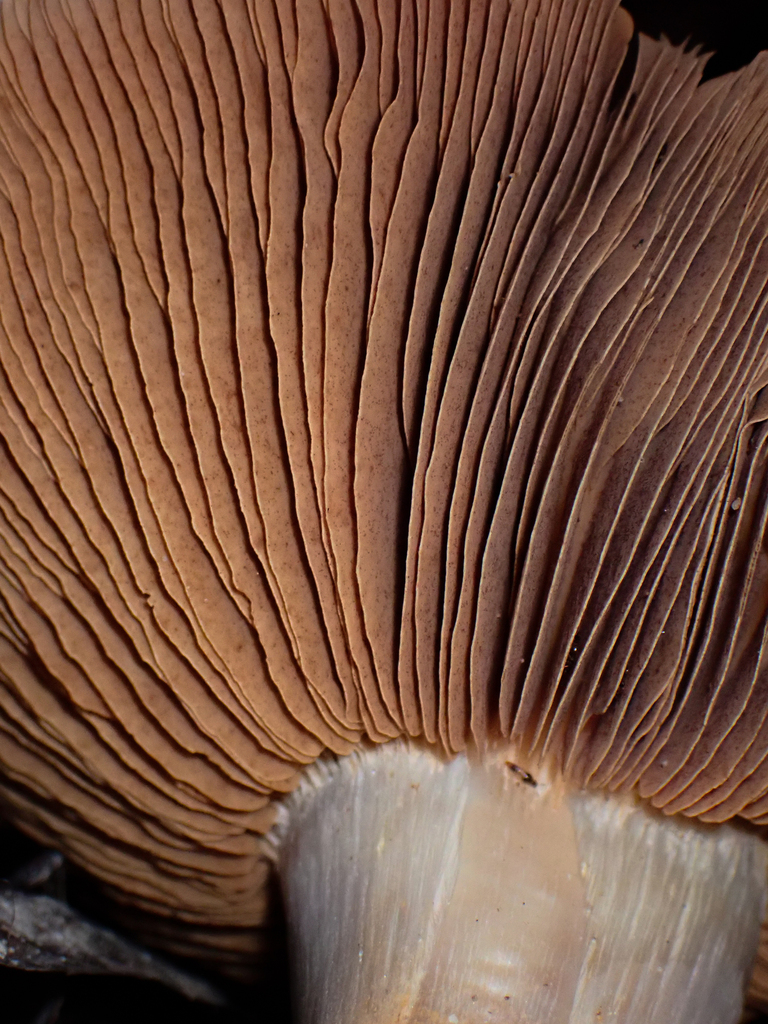 Cortinarius coelopus from Somersby Falls, NSW, Australia on June 10 ...
