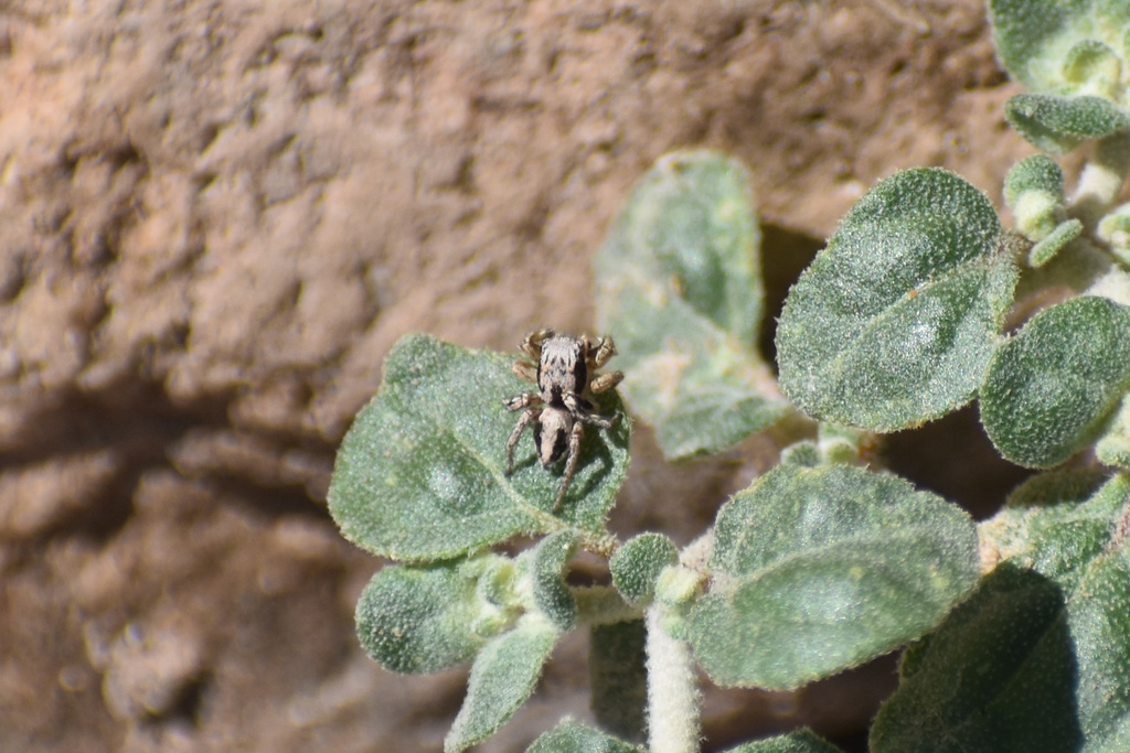 Paradise Jumping Spiders from Meoqui Municipality, Chihuahua, Mexico on ...