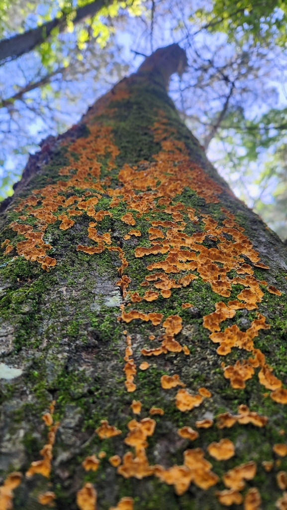 Stereum from Chester, VA 23836, USA on April 29, 2023 at 03:03 PM by ...