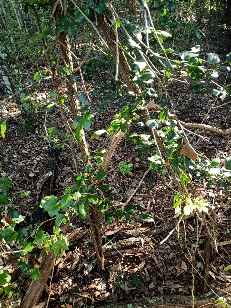 Broad Leaved Native Cherry from Yarraman QLD 4614, Australia on June 11 ...