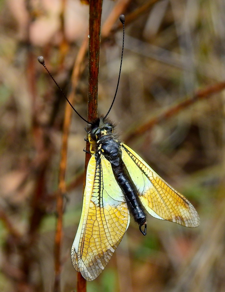 Libelloides baeticus from 7300-126 São Julião, Portugal on June 10 ...