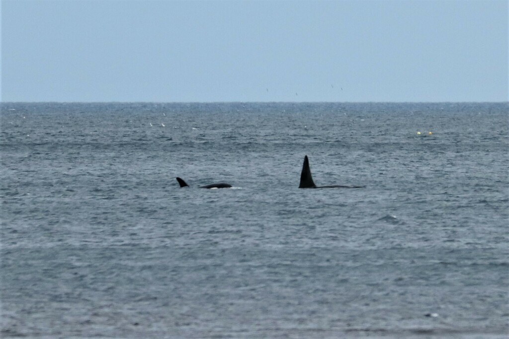 Orca from Island Bay Marine Reserve, Wellington, New Zealand on May 29 ...