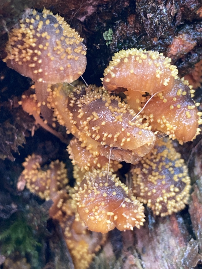 Neobarya agaricicola from Tarra-Bulga National Park, Balook, VIC, AU on ...
