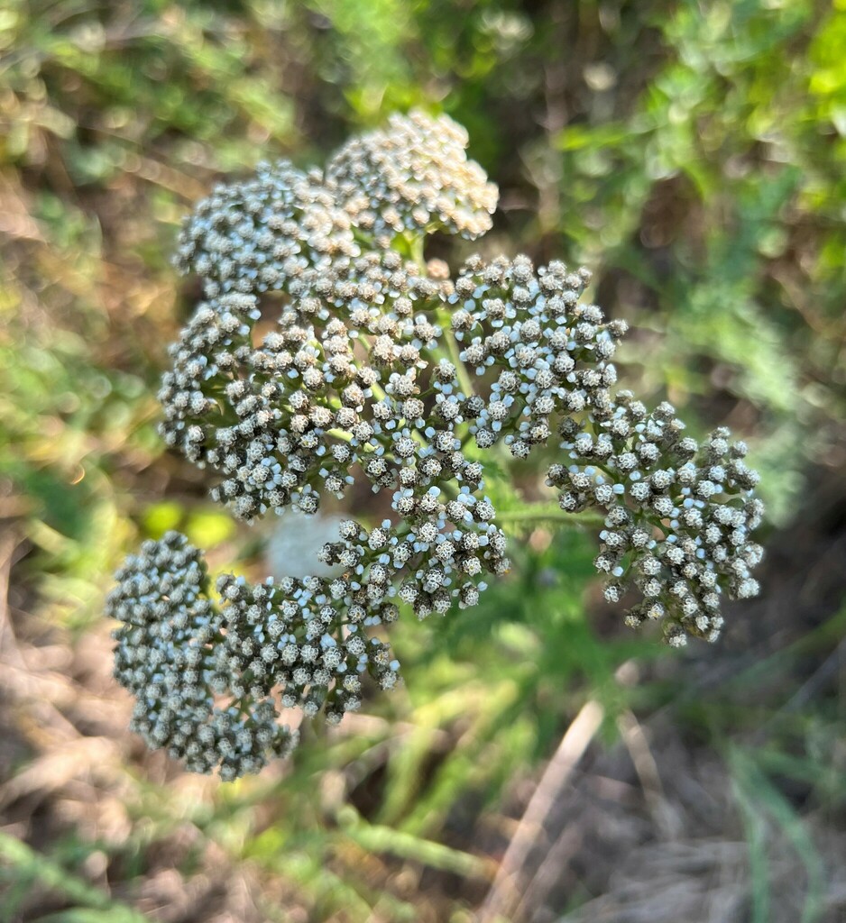 common yarrow from Grayson County, TX, USA on June 8, 2023 at 10:14 AM ...