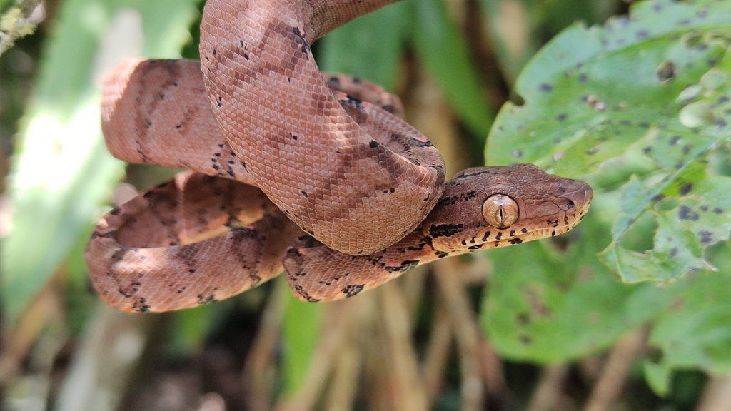 Snakes by Wildlife Tours Peru, Christoph Meyer · iNaturalist
