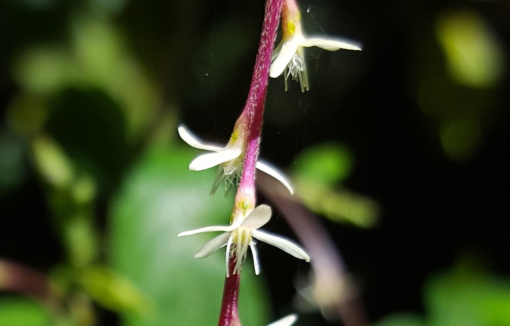 Guinea Hen Weed (Petiveria alliacea) - Botanical Realm
