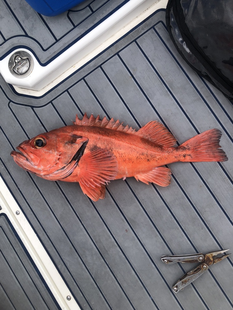 Blackgill Rockfish (Sebastes melanostomus) (Wildlife of the United ...