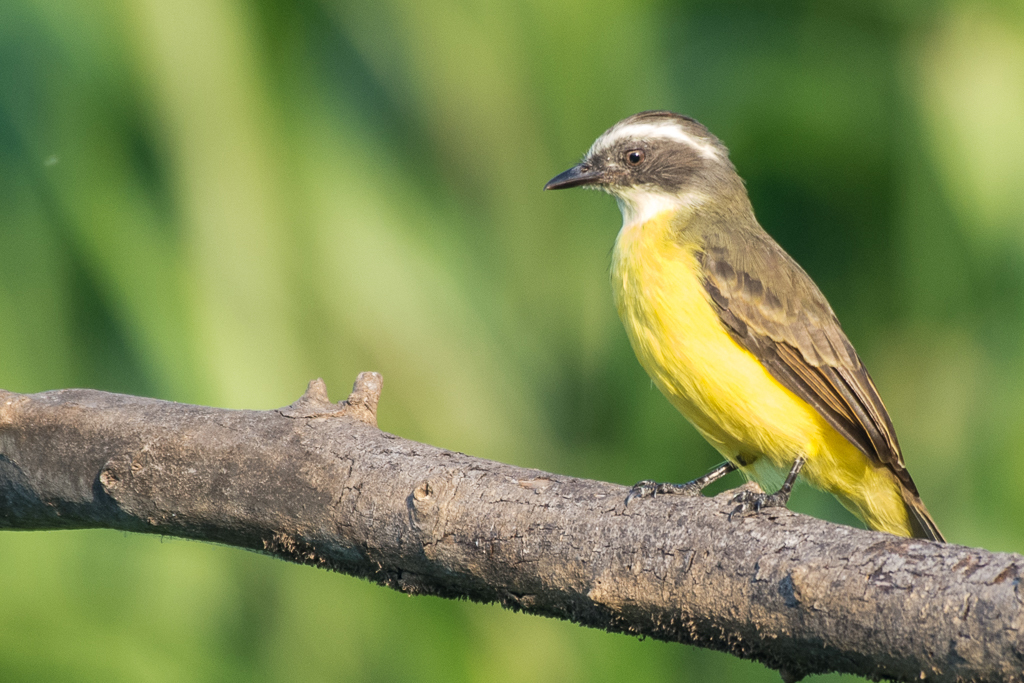 Social Flycatcher from Iranduba, BR-AM, BR on January 9, 2016 at 05:32 ...