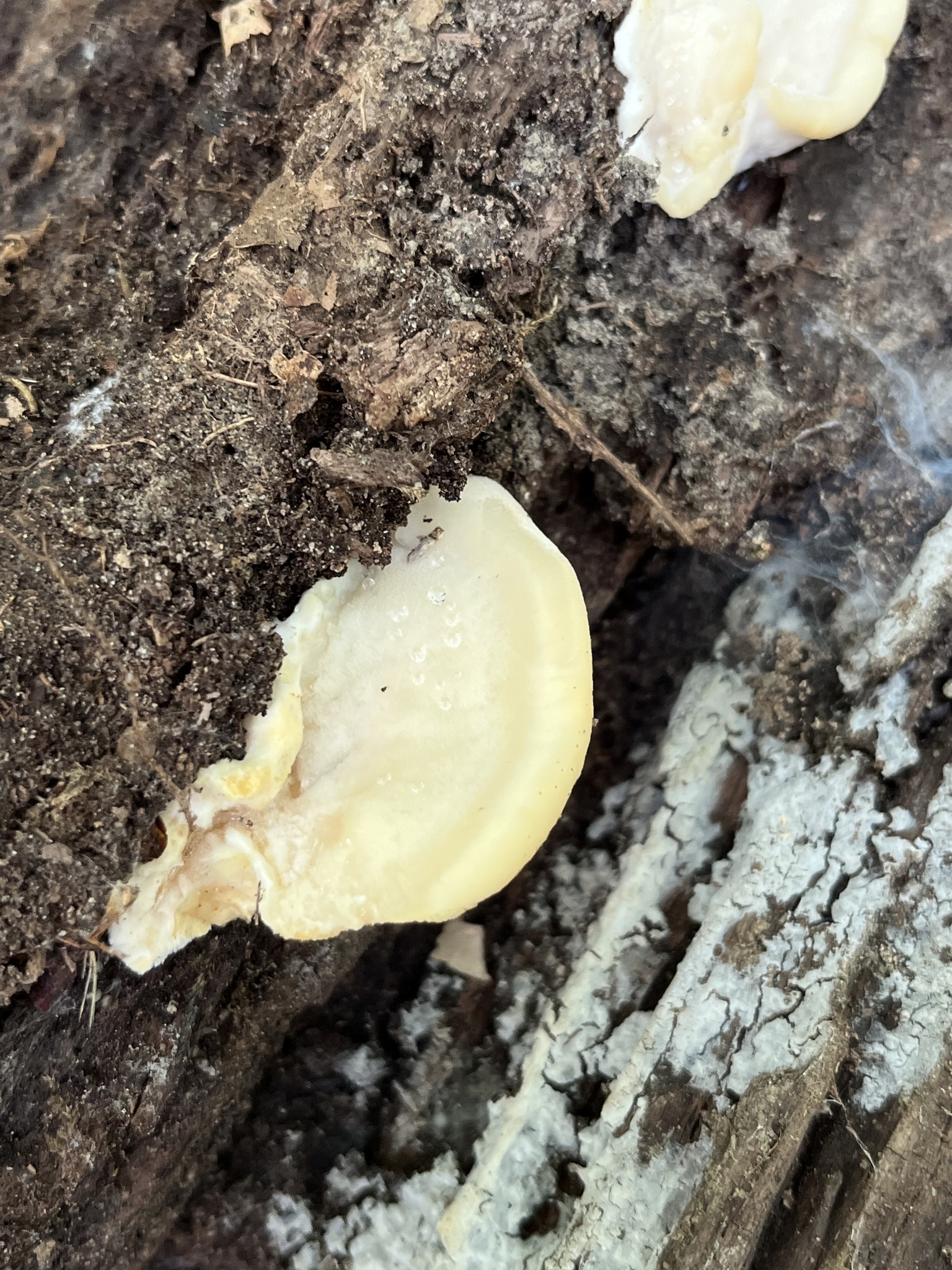 Tyromyces chioneus (Fr.) P.Karst.