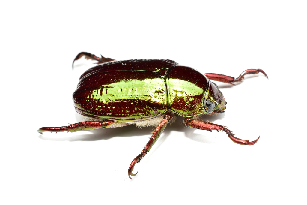 Precious Metal Scarabs from Purires, San Pablo, Turrubares, San José ...