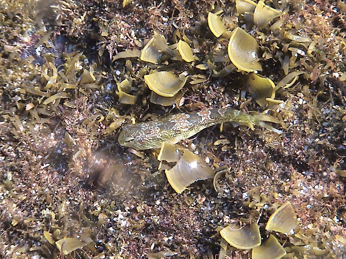 Tomicodon zebra (Jordan & Gilbert, 1882)