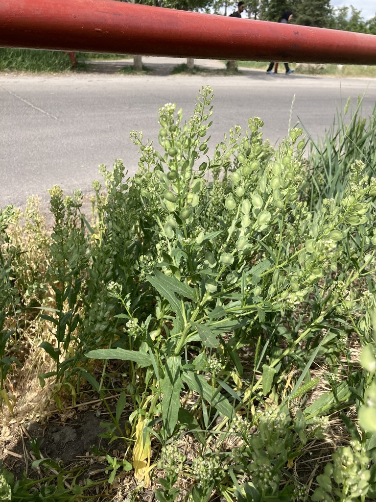field penny-cress from Southwest Calgary, Calgary, AB, Canada on June ...