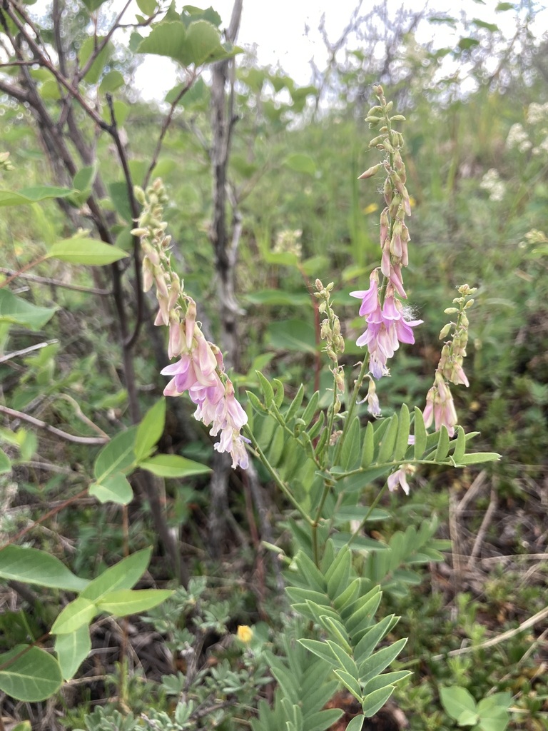 Alpine Sweet-vetch from Southwest Calgary, Calgary, AB, Canada on June ...