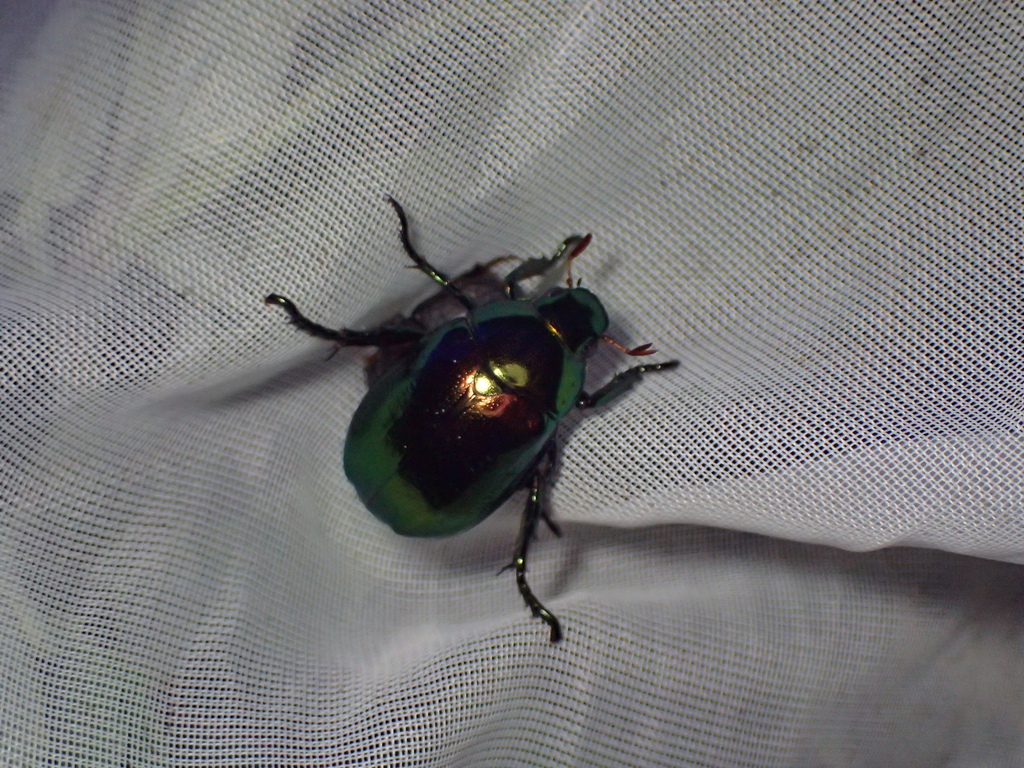 Japanese Fruit Beetle in June 2023 by renshuchu · iNaturalist