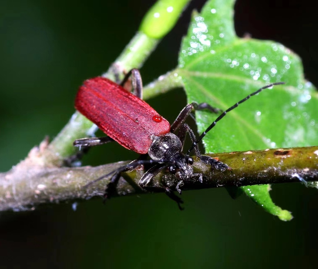 Lycocerus from 中国北京市 on June 9, 2023 at 09:53 AM by 昆虫学老师 · iNaturalist