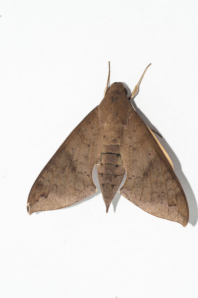 Lesser Ficus Sphinx (Florianopolis - Insects - Lepidoptera) · iNaturalist