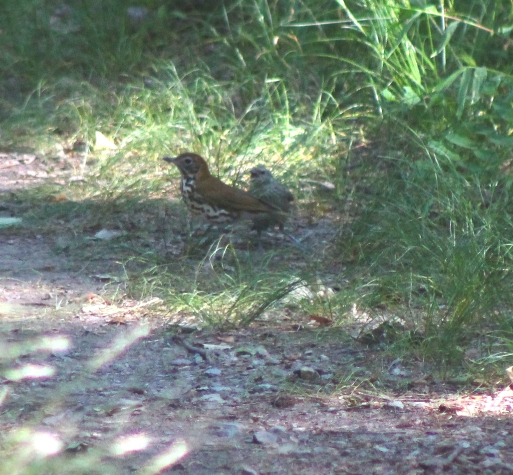 Wood Thrush from Lorton, VA 22079, USA on June 10, 2023 at 04:52 PM by ...