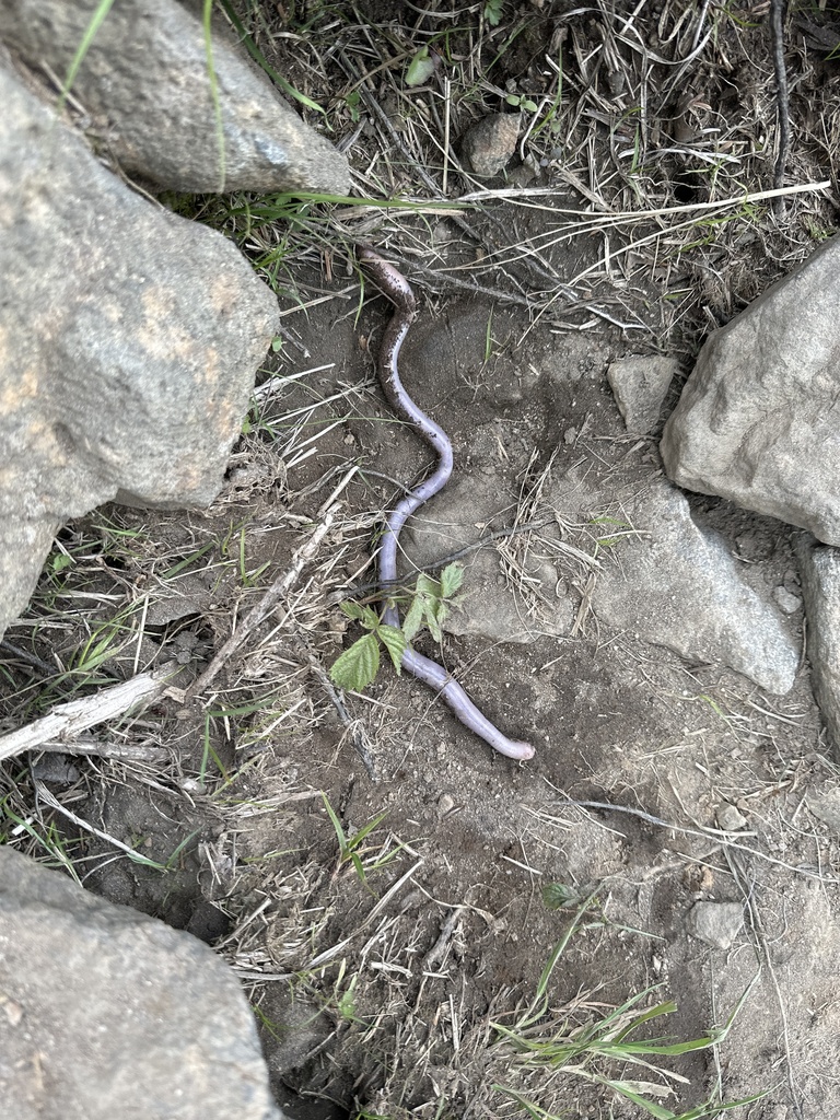 Earthworms and Allies from Pisgah National Forest, Bakersville, NC, US ...