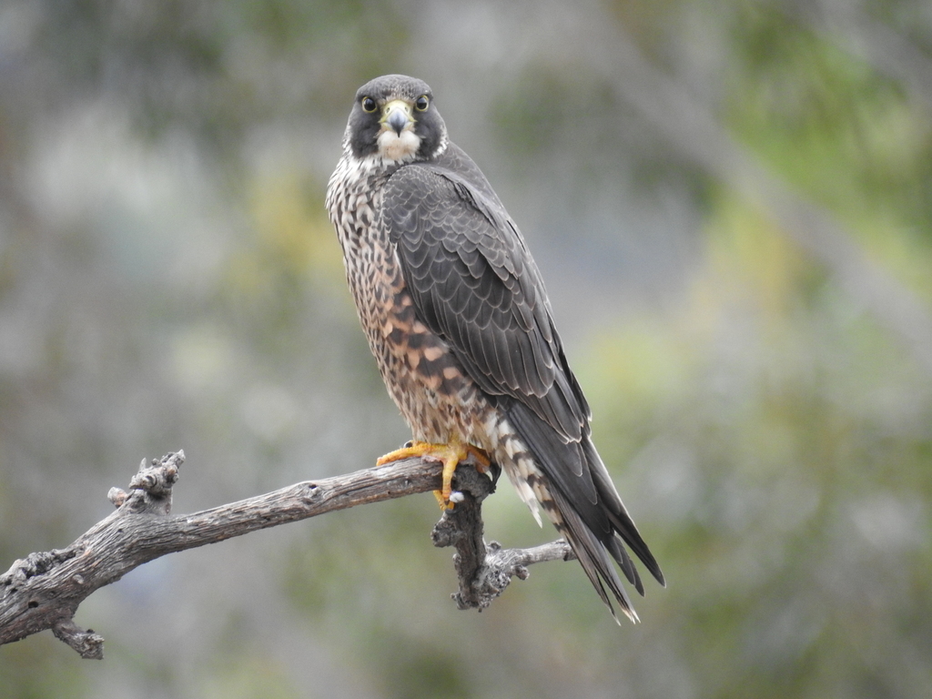 Typical Falcons (Falco) - Avian Discovery