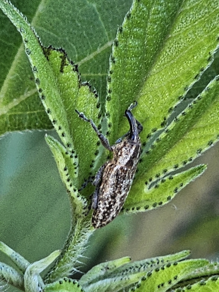 Lixinae from Hydro, OK 73048, USA on June 10, 2023 at 07:51 PM by ...