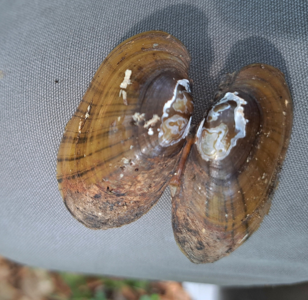 Louisiana fatmucket from Pollock, LA 71467, USA on June 10, 2023 at 10: ...