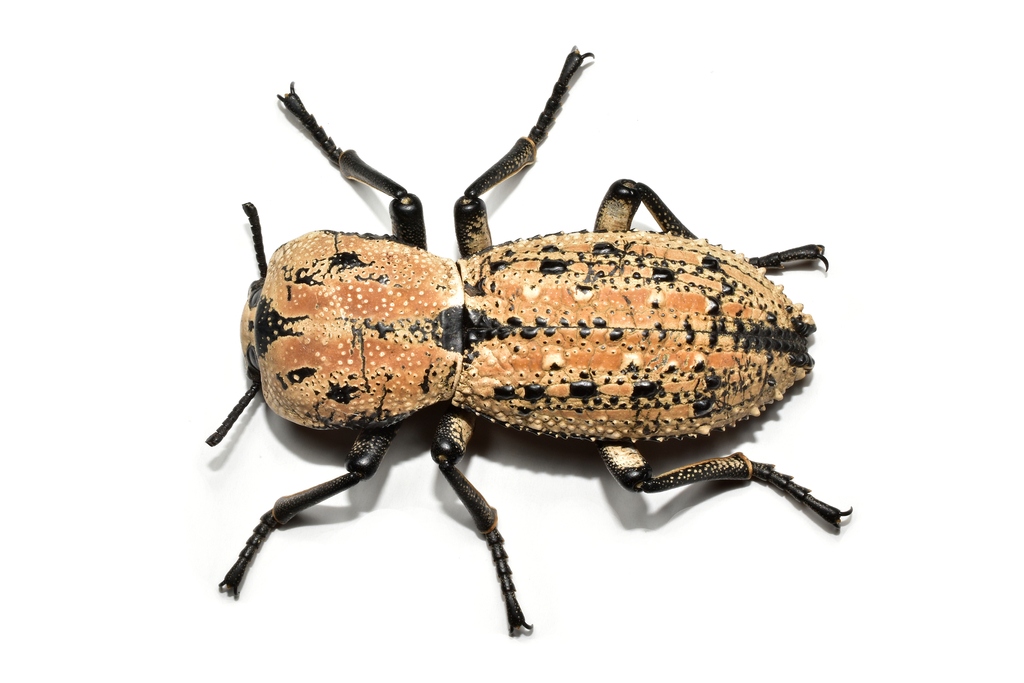 Zopherus chilensis from Purires, San Pablo, Turrubares, San José, Costa ...