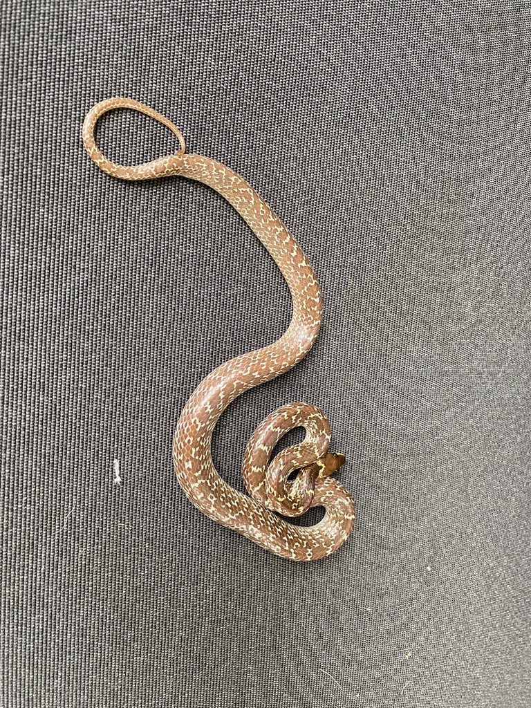 Common Wolf Snake from Lamma Island, Lamma Island, New Territories, HK ...