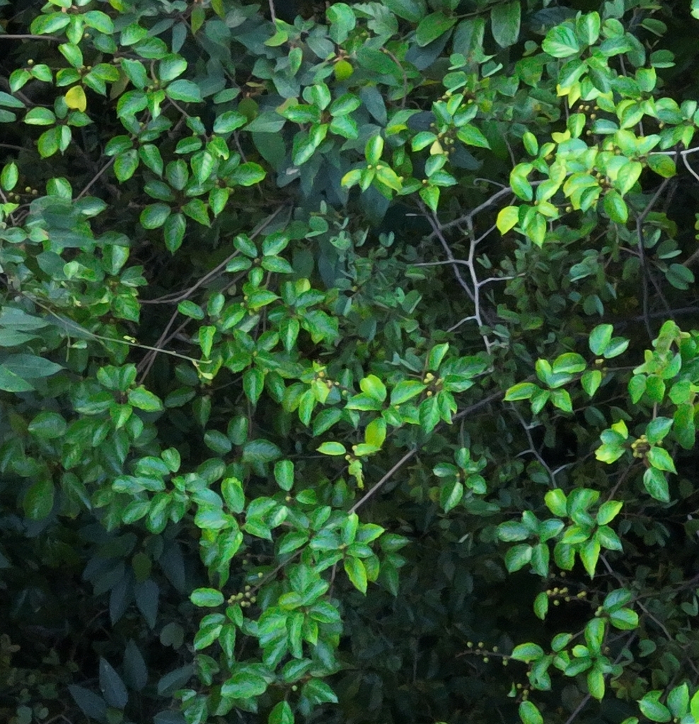 Ficus chartacea from Central Water Catchment, Singapore on June 9, 2023 ...