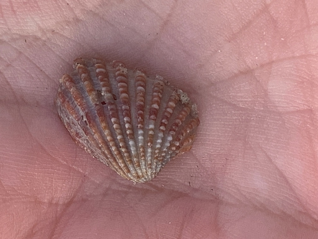 Broad-ribbed Cardita from Padre Island, Corpus Christi, TX, US on May 4 ...