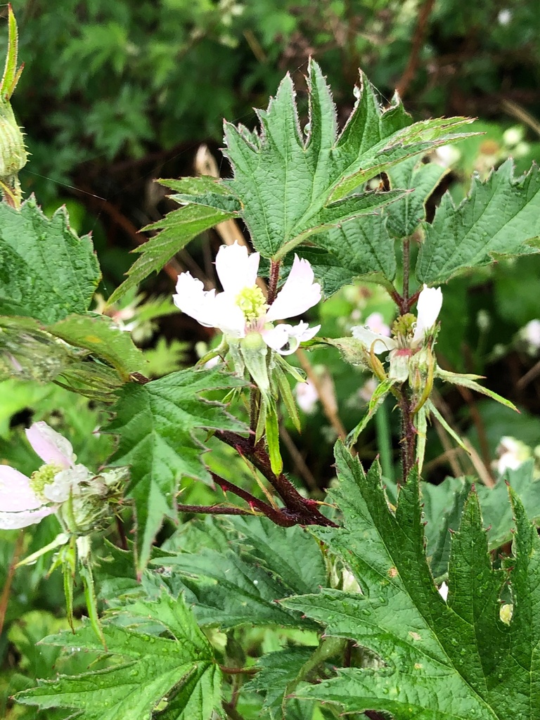 Cutleaf Blackberry from Alaksen National Wildlife Area, Delta, BC, CA ...