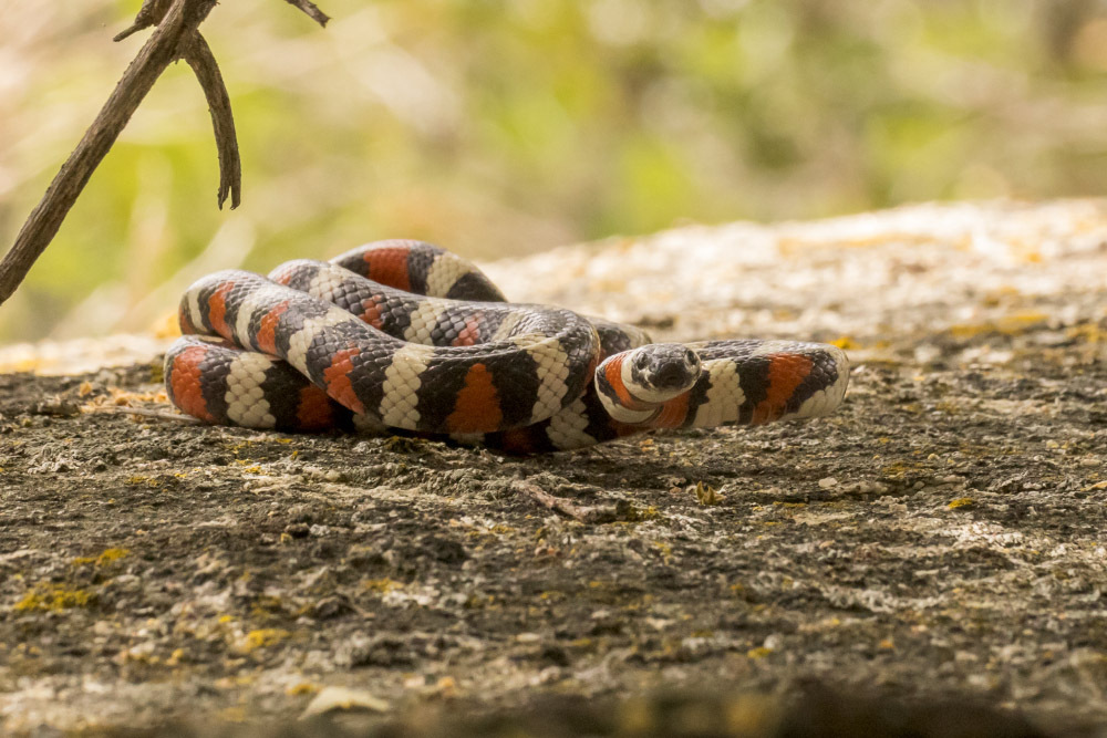 California Mountain Kingsnake in June 2023 by bobsteelephoto · iNaturalist
