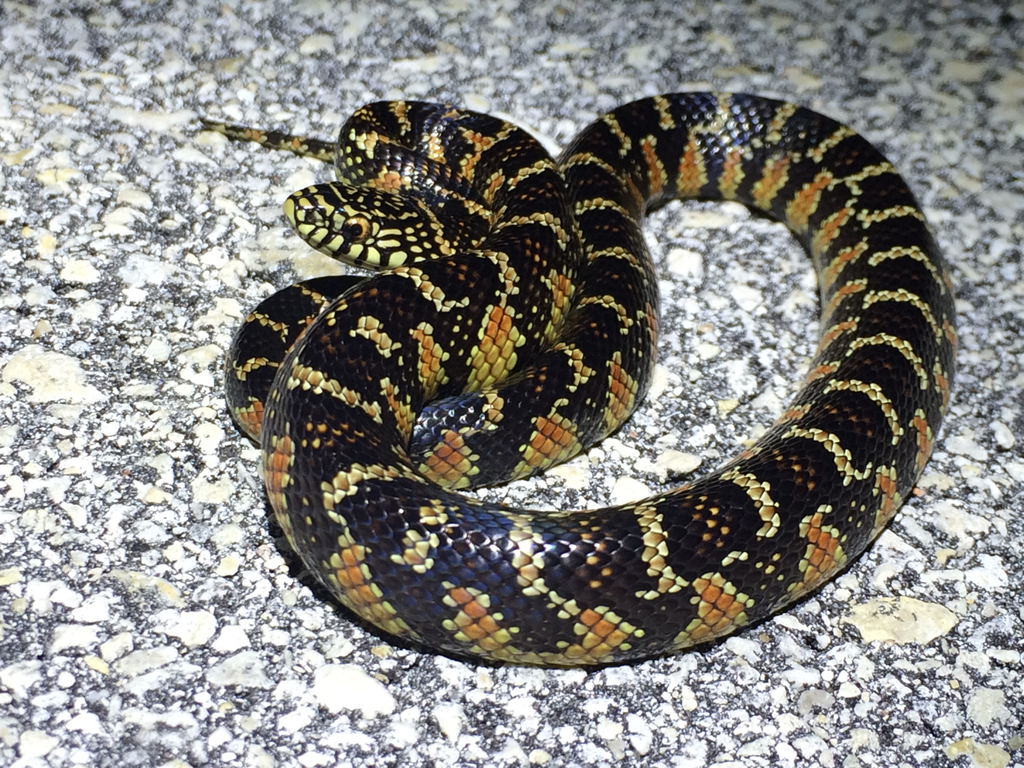 Eastern Kingsnake in November 2015 by Stevie Kennedy-Gold · iNaturalist
